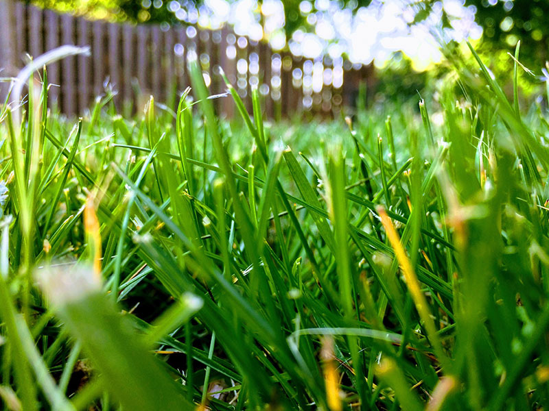 Lawn Care Tips for Dallas Homeowners | Lawn Tech